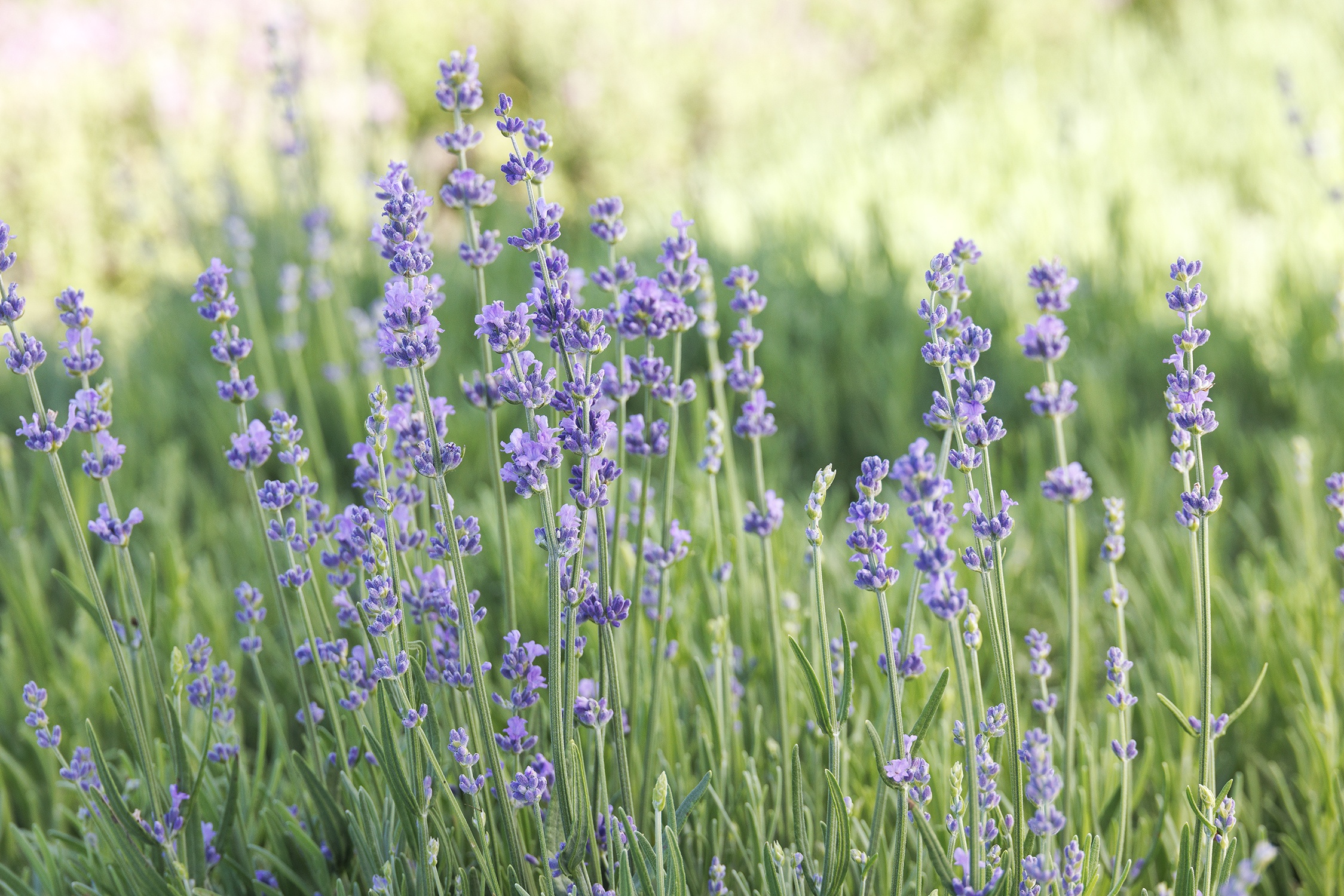 Munstead Lavender, Lavandula angustifolia 'Munstead', Monrovia Plant