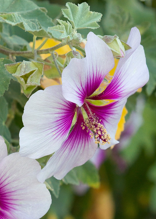 Tree Mallow, Lavatera maritima, Monrovia Plant
