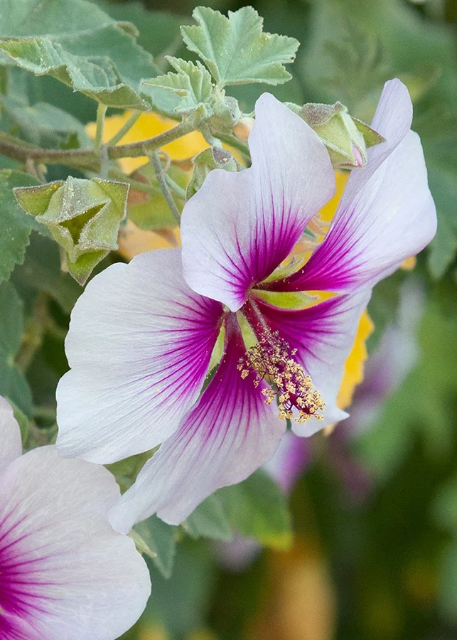 Tree Mallow, Lavatera maritima, Monrovia Plant