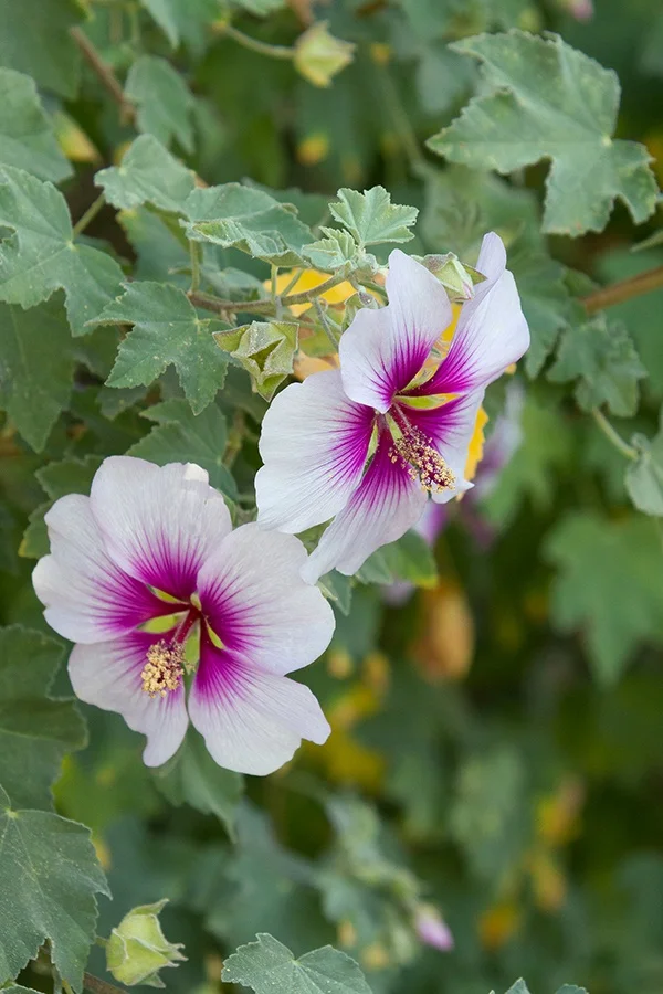 Tree Mallow, Lavatera maritima, Monrovia Plant
