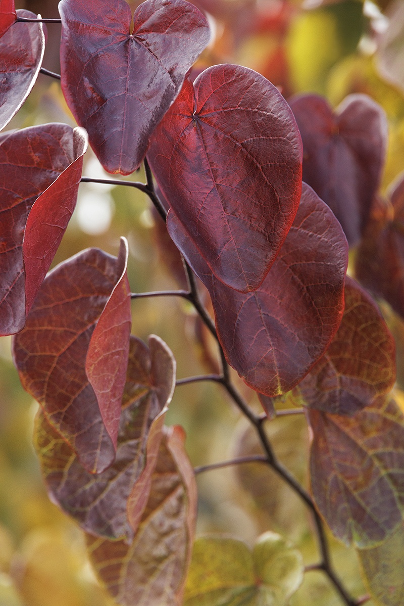 Merlot Redbud, Cercis x 'Merlot' PP #22,297, Monrovia Plant