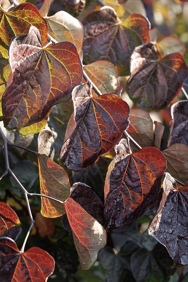 Ruby Falls Weeping Redbud, Cercis canadensis 'Ruby Falls' PP #22,097