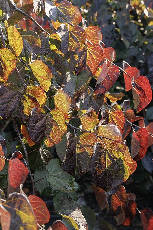 Ruby Falls Weeping Redbud, Cercis canadensis 'Ruby Falls' PP #22,097
