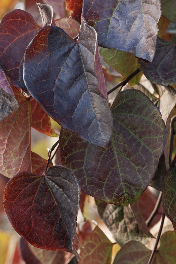 Ruby Falls Weeping Redbud, Cercis canadensis 'Ruby Falls' PP #22,097