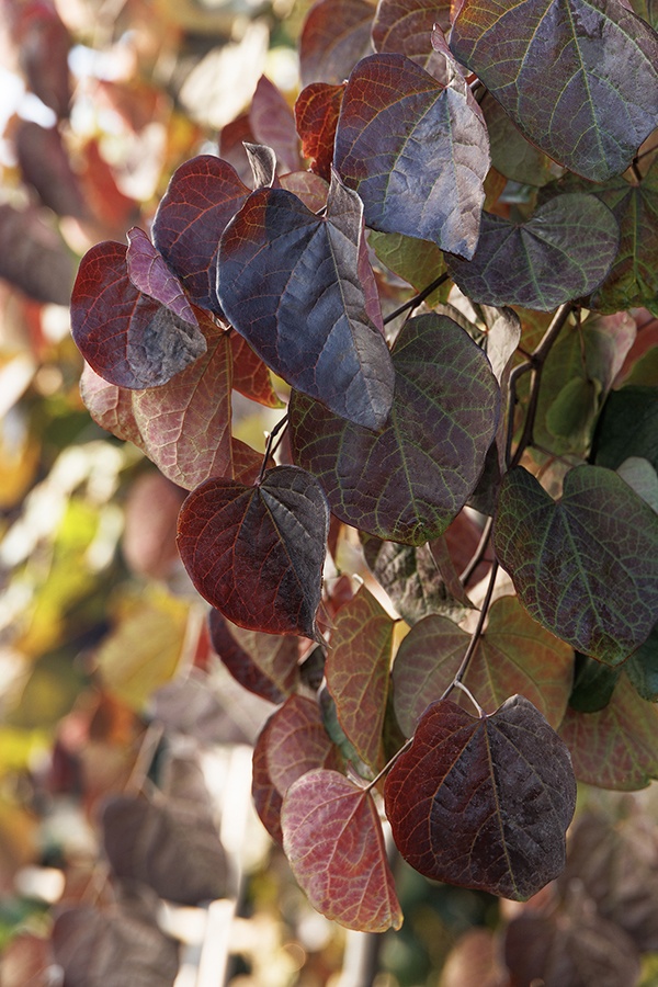 Ruby Falls Weeping Redbud, Cercis canadensis 'Ruby Falls' PP #22,097