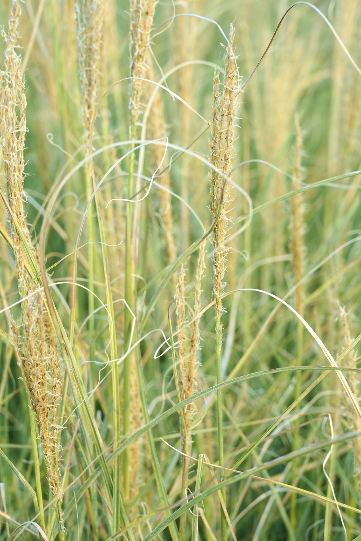 Dwarf Maiden Grass, Miscanthus sinensis 'Yakushima', Monrovia Plant