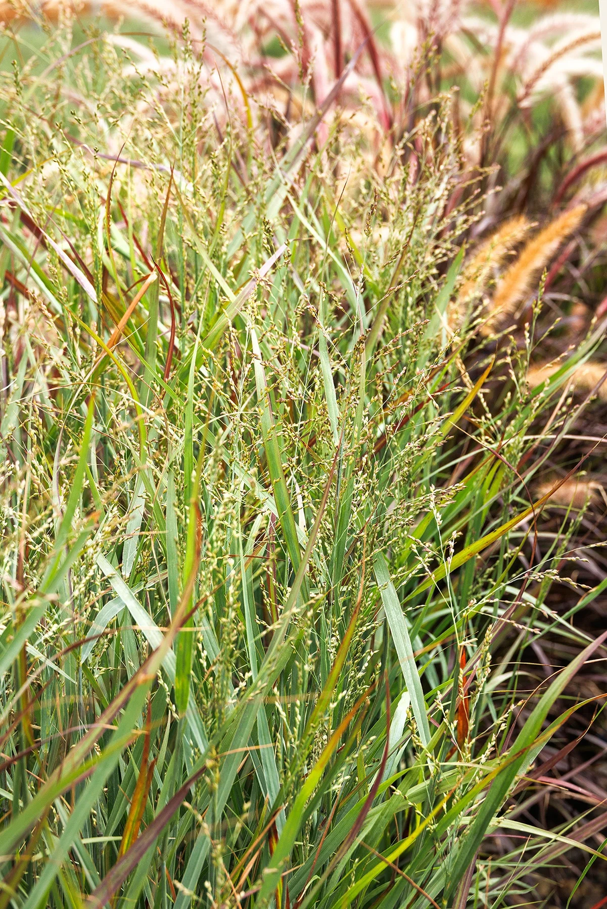 Heavy Metal Blue Switch Grass, Panicum virgatum 'Heavy Metal'