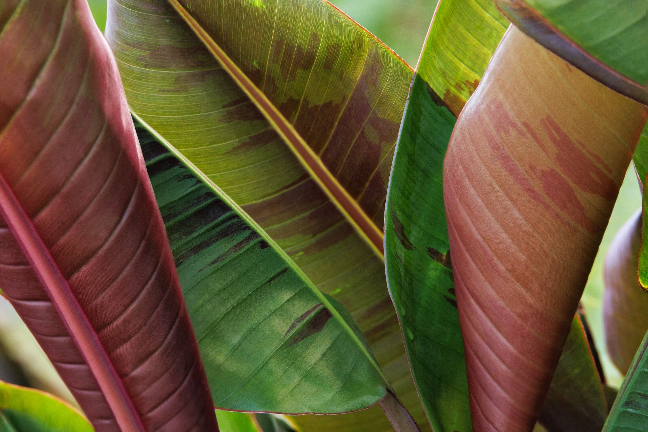 Blood Banana, Musa acuminata 'Zebrina', Monrovia Plant