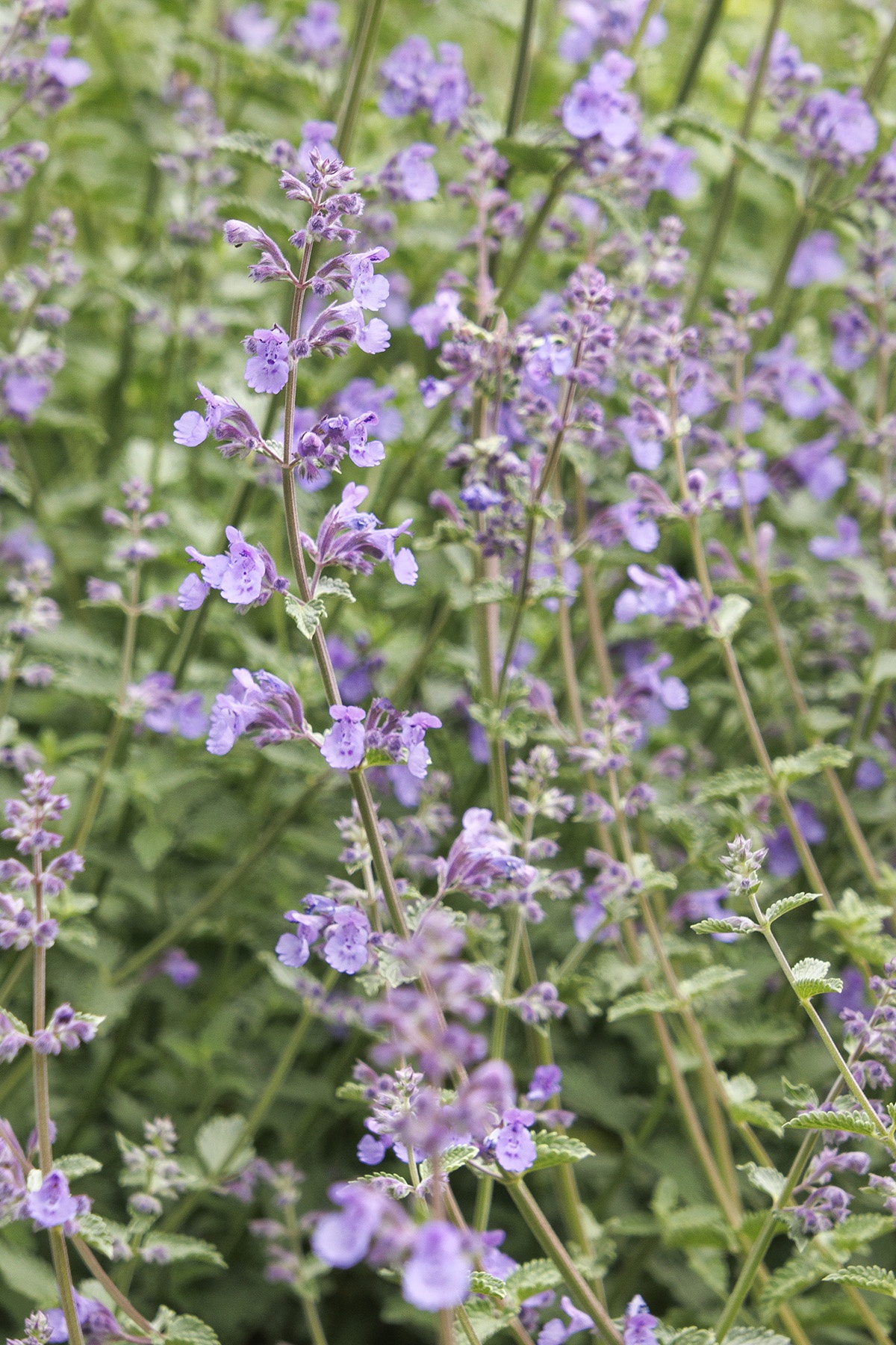 Walker's Low Catmint, Nepeta x faassenii 'Walker's Low', Monrovia Plant