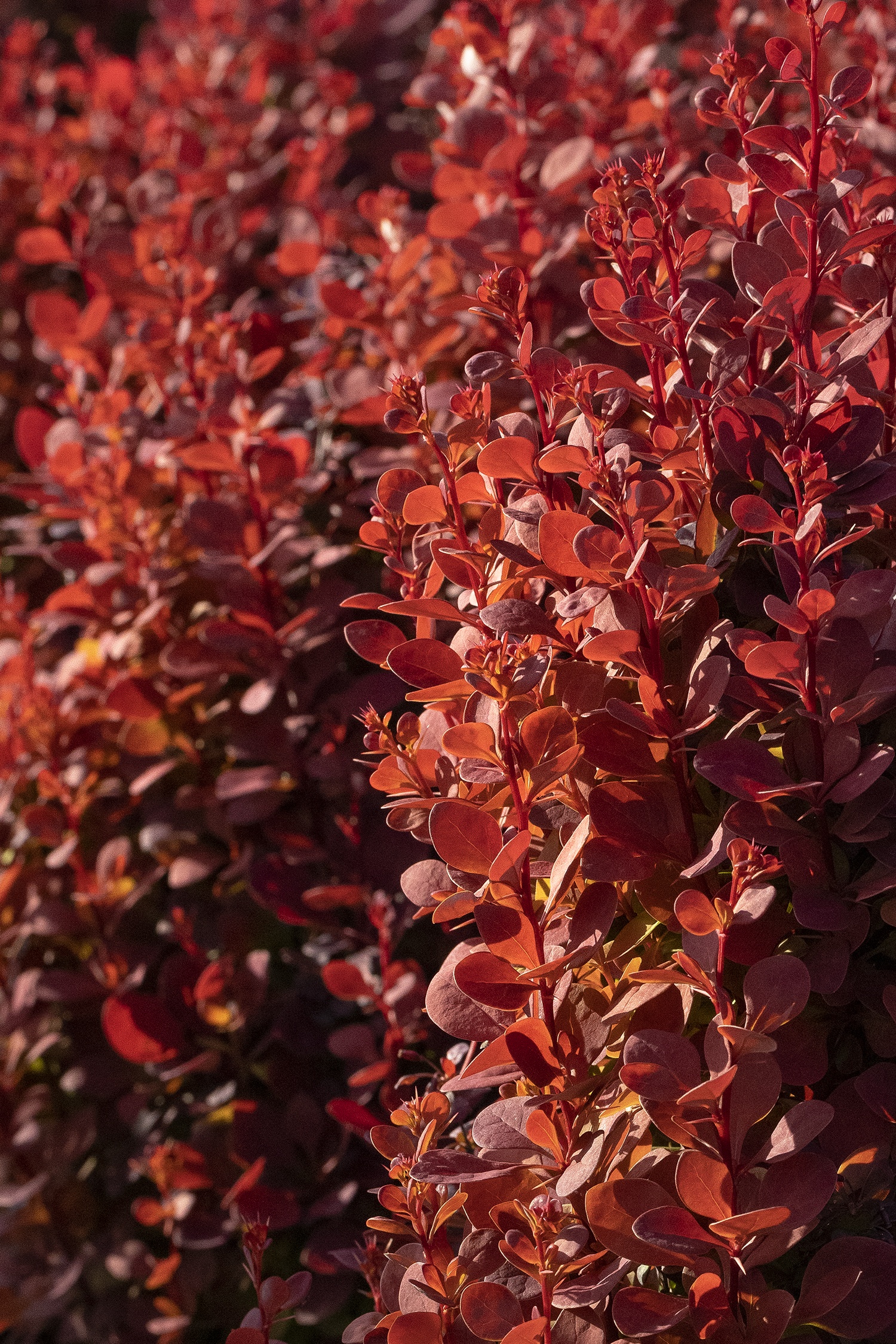 Orange Rocket Barberry, Berberis thunbergii 'Orange Rocket' PP #18,411