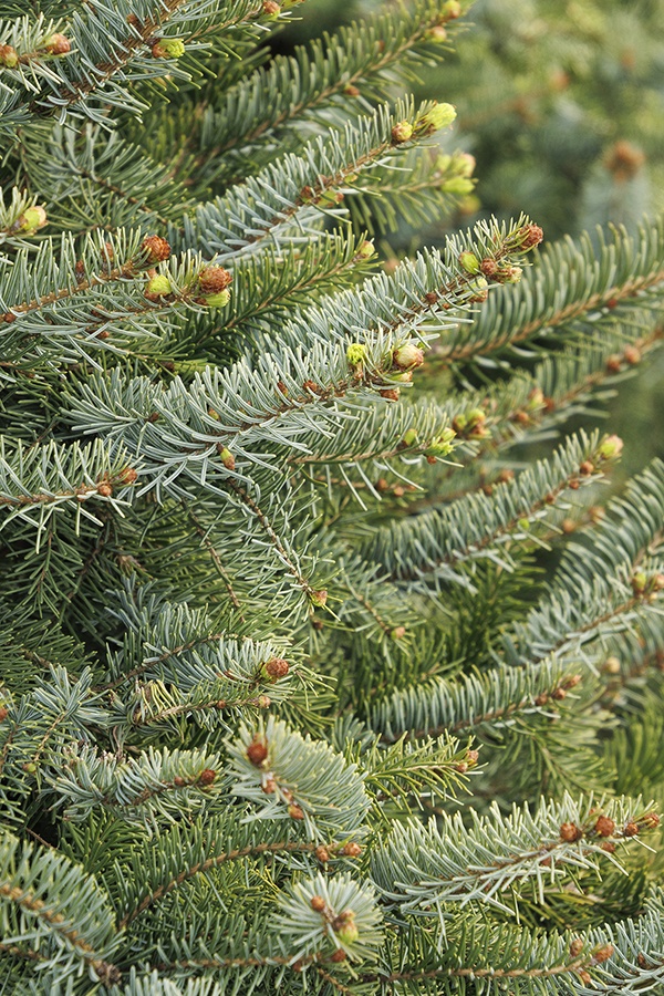 Bruns Serbian Spruce, Picea omorika 'Bruns', Monrovia Plant