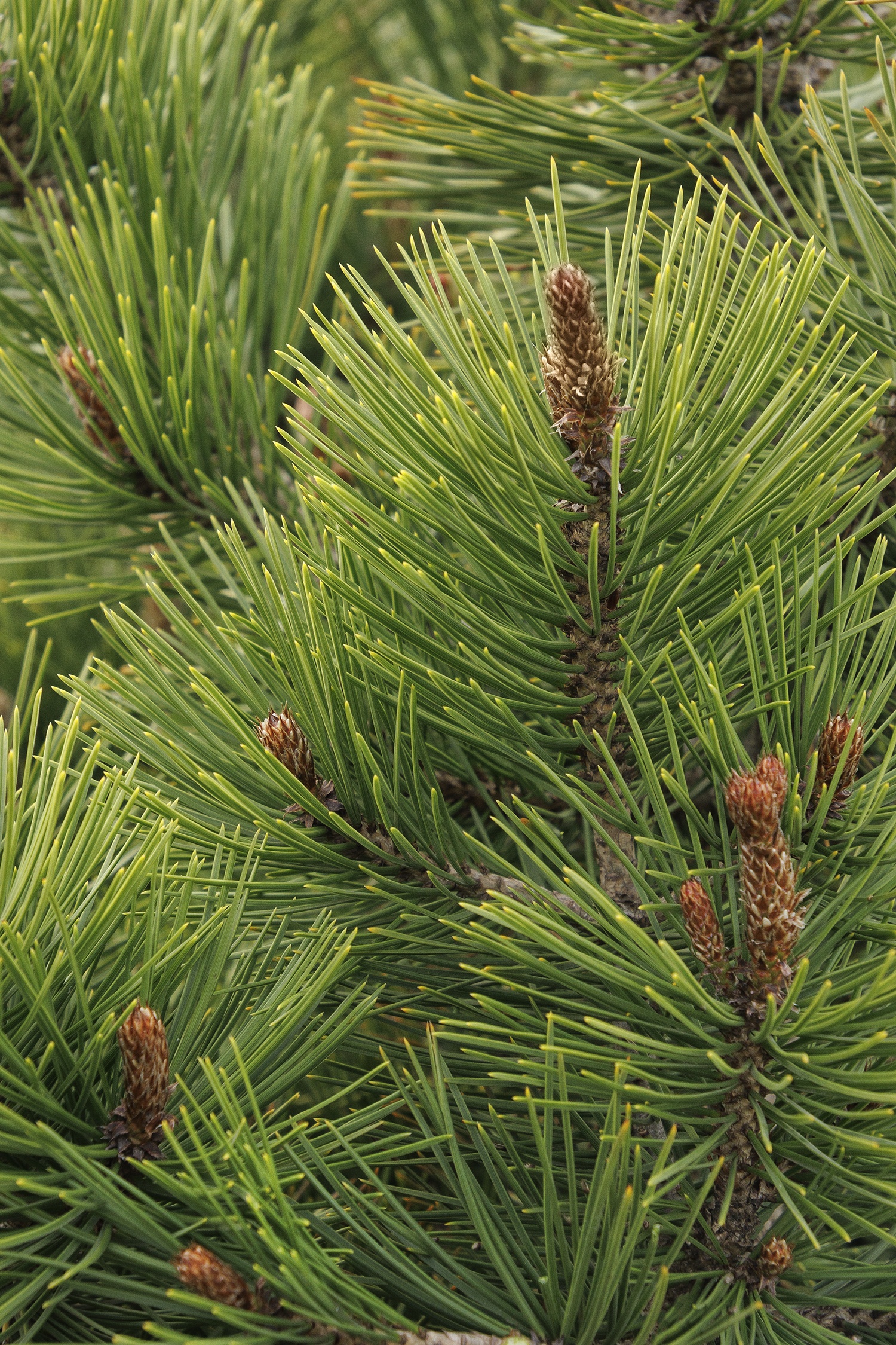 Bosnian Pine, Pinus leucodermis, Monrovia Plant