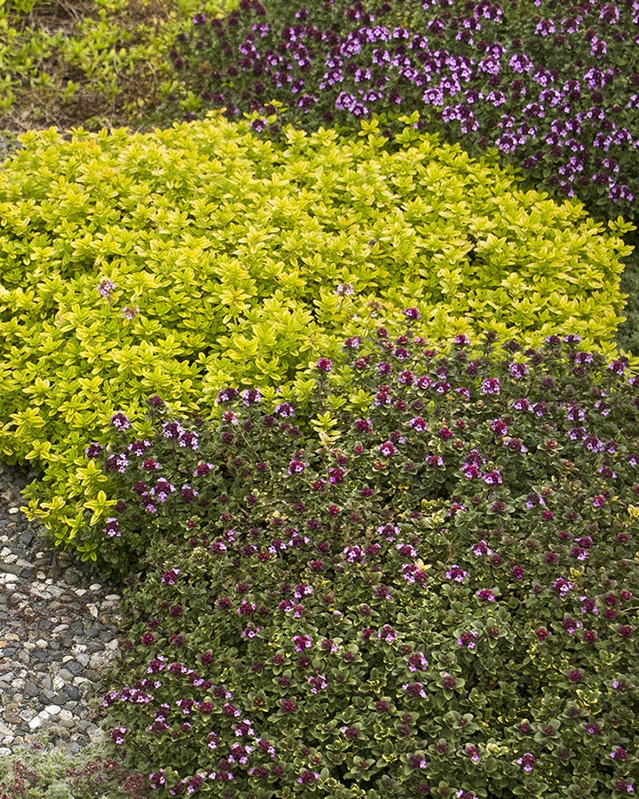 Doone Valley Pink Creeping Thyme, Thymus doerfleri 'Doone Valley'