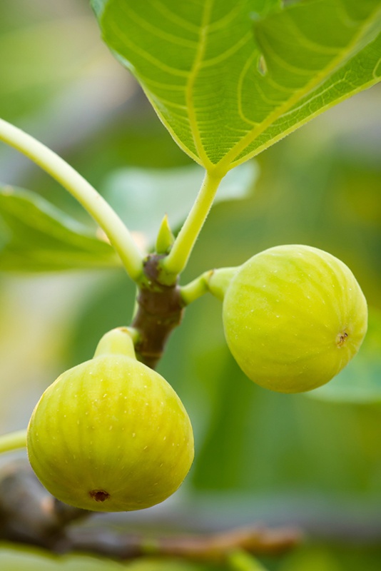 Desert King Fig, Ficus carica 'Desert King', Monrovia Plant