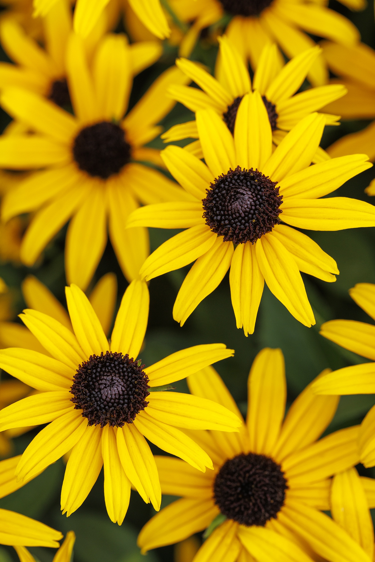 Early Bird Gold Gloriosa Daisy, Monrovia Plant