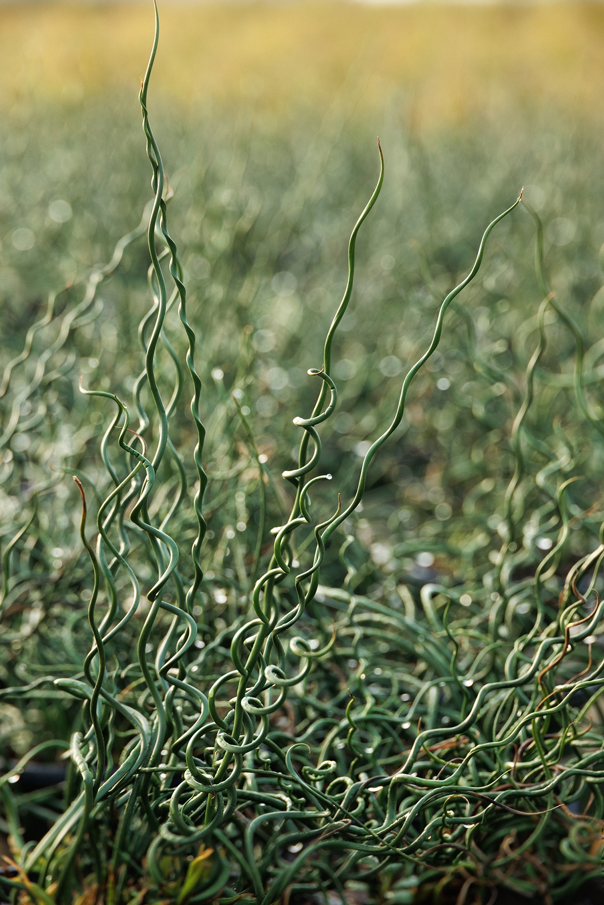 Curly Wurly Corkscrew Rush, Juncus effusus 'Curly Wurly', Monrovia Plant