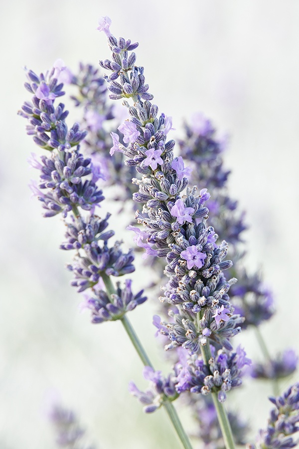 Riverina Thomas Lavender, Lavandula intermedia 'Riverina Thomas'