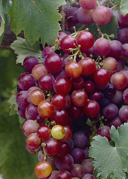 Ruby Seedless Grape, Vitis vinifera 'Ruby Seedless', Monrovia Plant