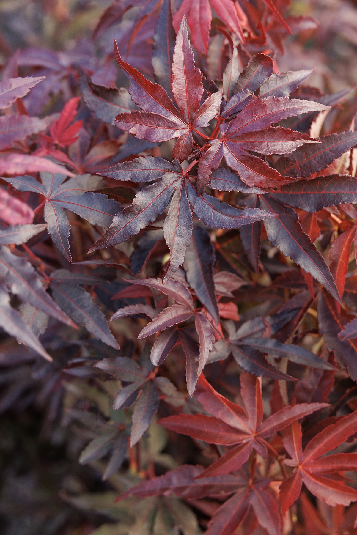 Twombly's Red Sentinel Japanese Maple, Monrovia Plant