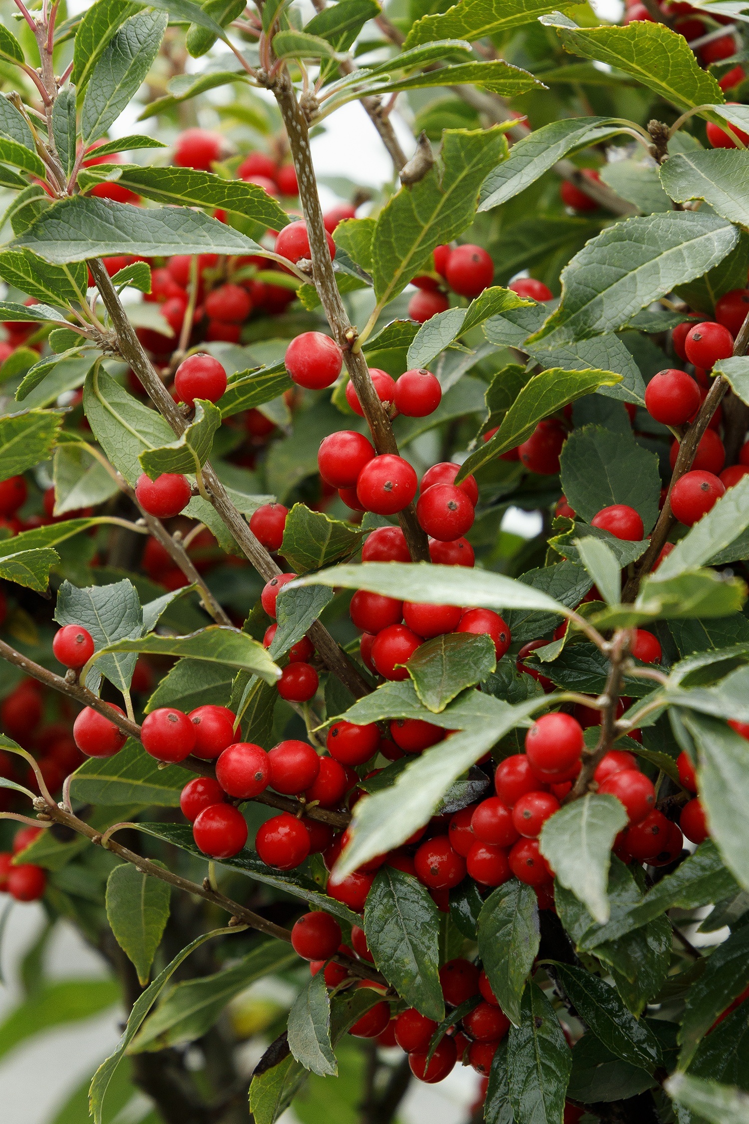 Berry Poppins® Winterberry, Monrovia Plant