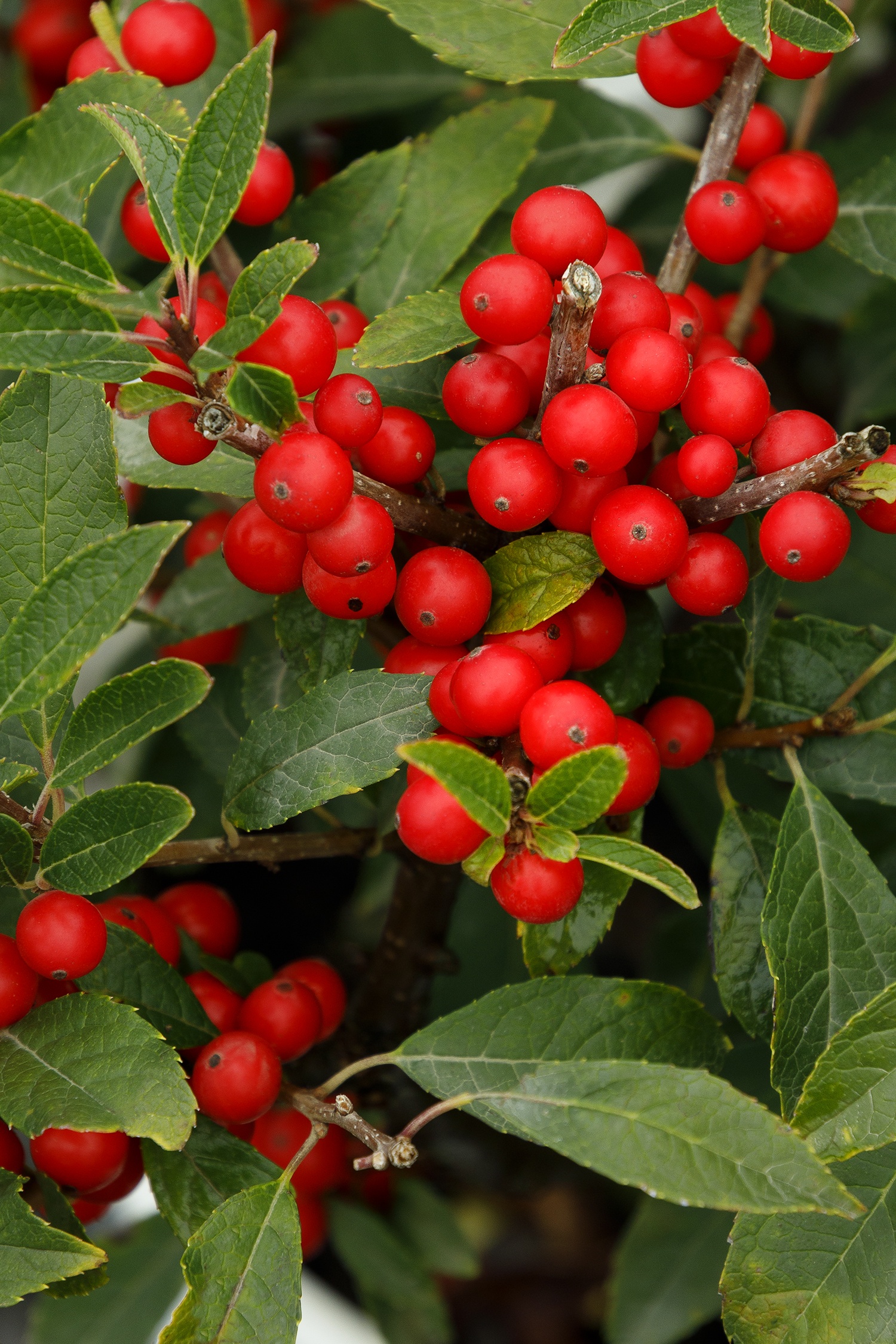 Berry Poppins® Winterberry, Monrovia Plant