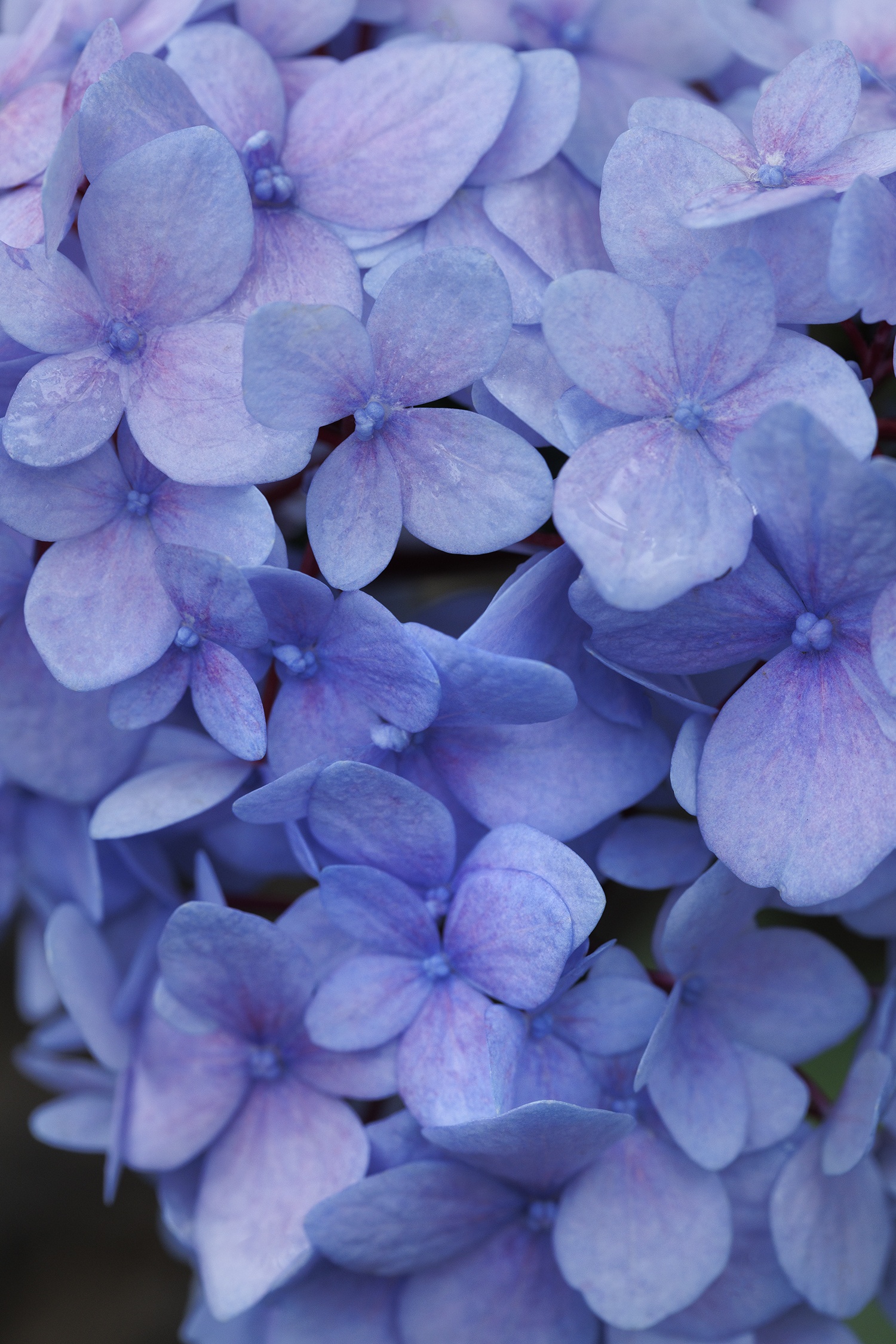 Blue Enchantress® Hydrangea, Hydrangea macrophylla 'Monmar' PP #25,209