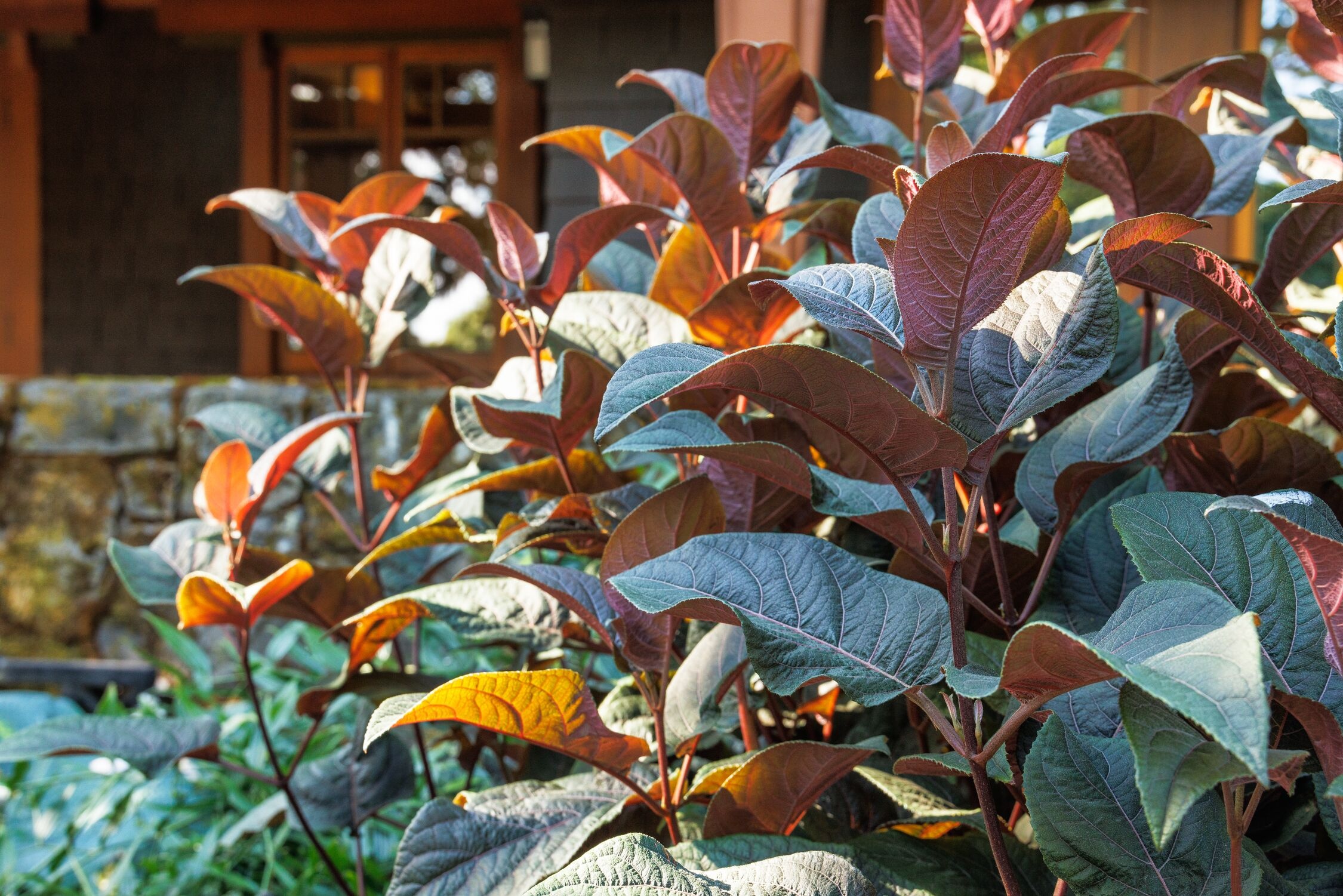 Plum Passion® Improved Hydrangea, Hydrangea aspera 'Monpulsel' PP #30,596