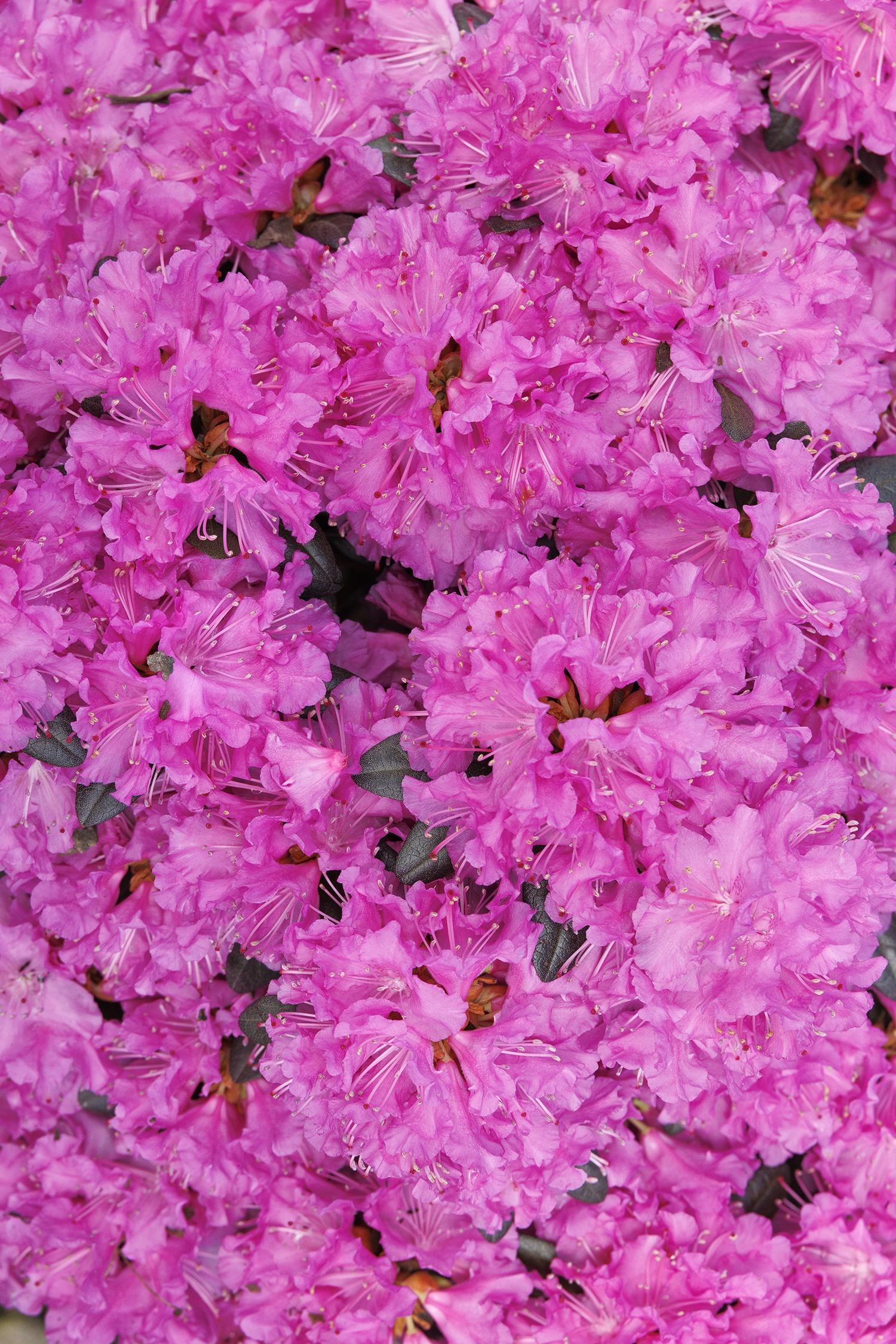 P.J.M. Rhododendron, Rhododendron x 'P.J.M.' (H-1), Monrovia Plant