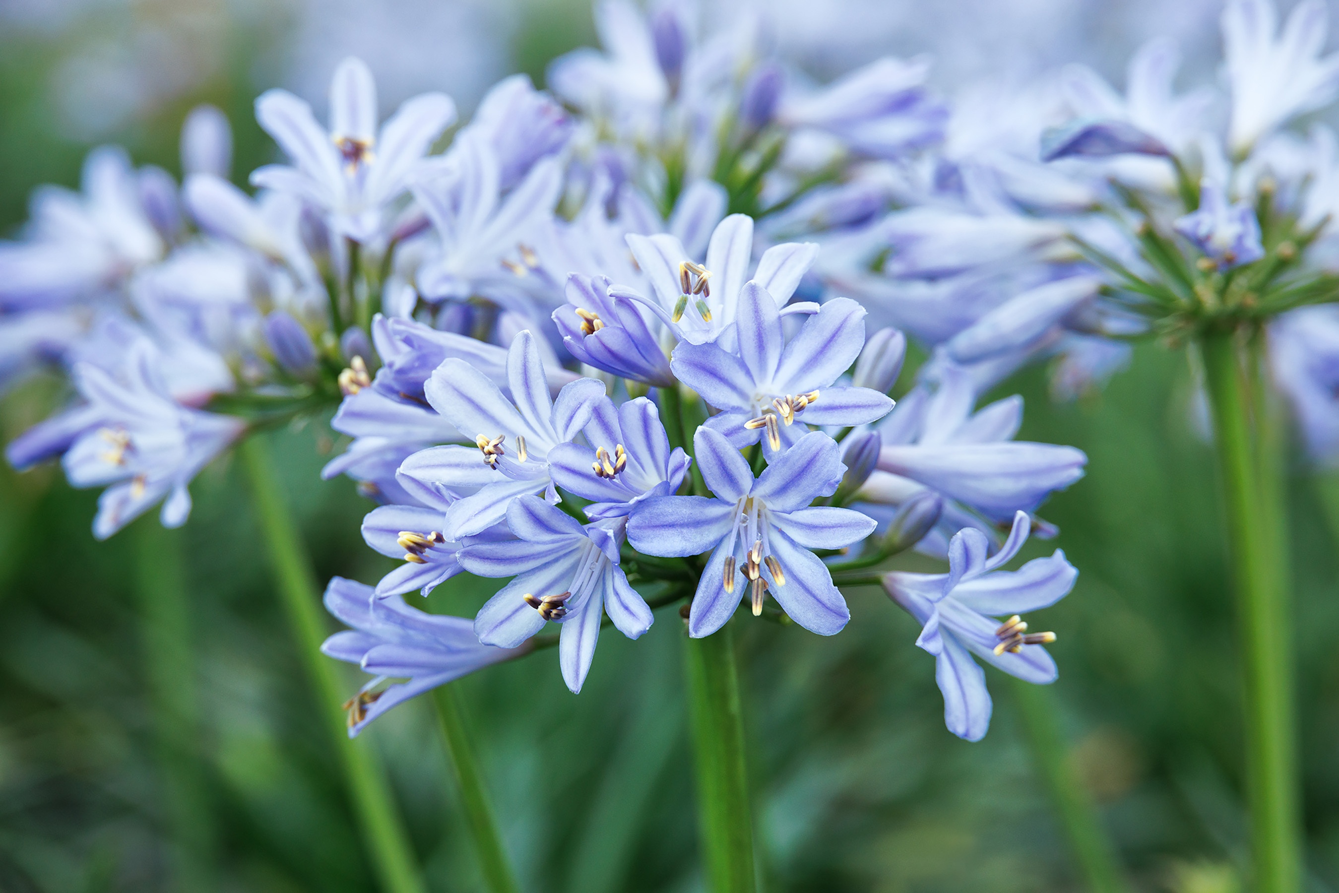 Baby Pete™ Agapanthus, Monrovia Plant
