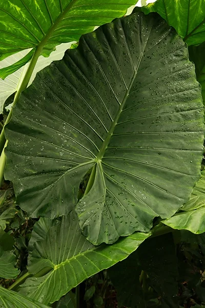 Sumo Elephant Ear, Alocasia 'Sumo', Monrovia Plant