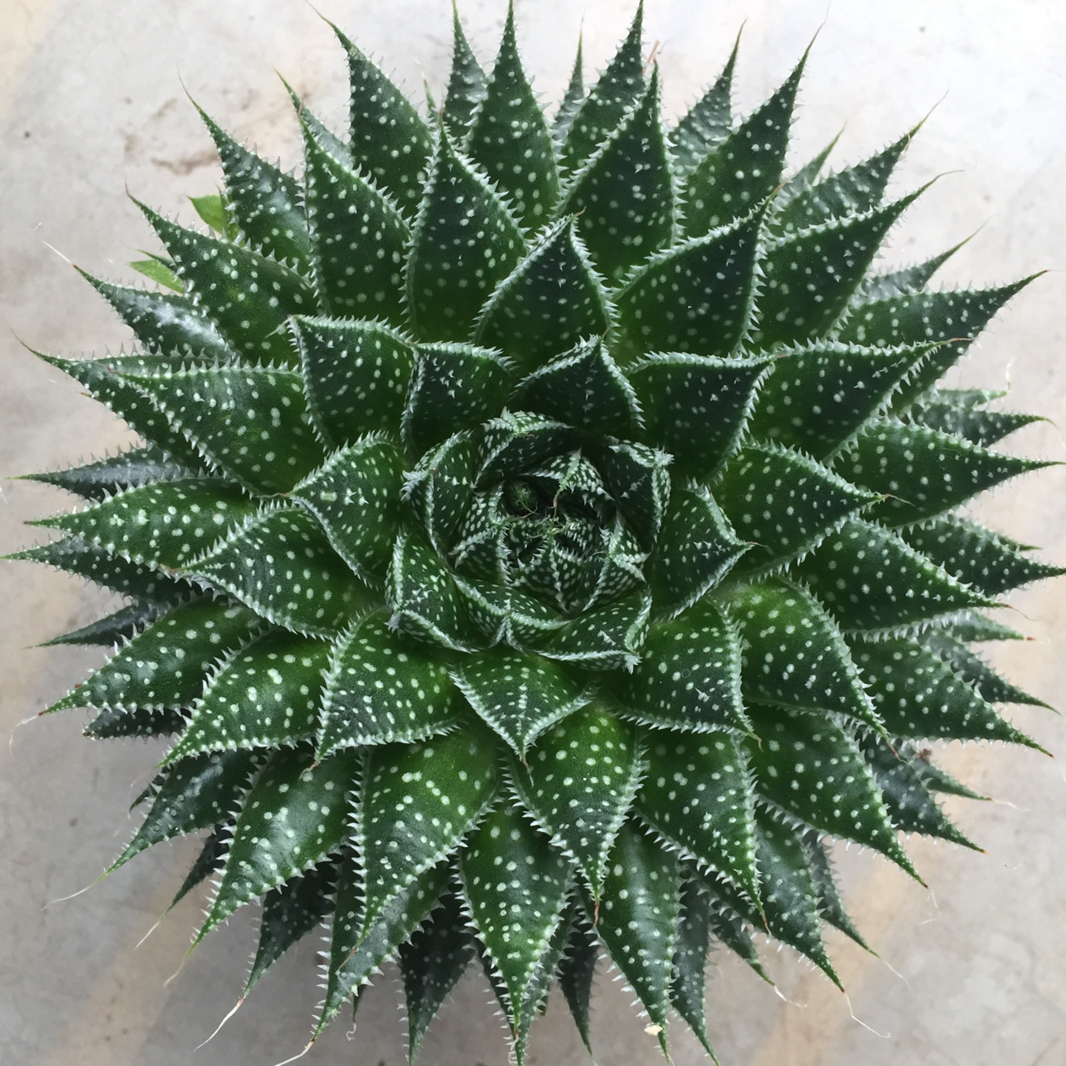 Zambezi Lace Aloe, Aloe aristata 'Zambezi', Monrovia Plant