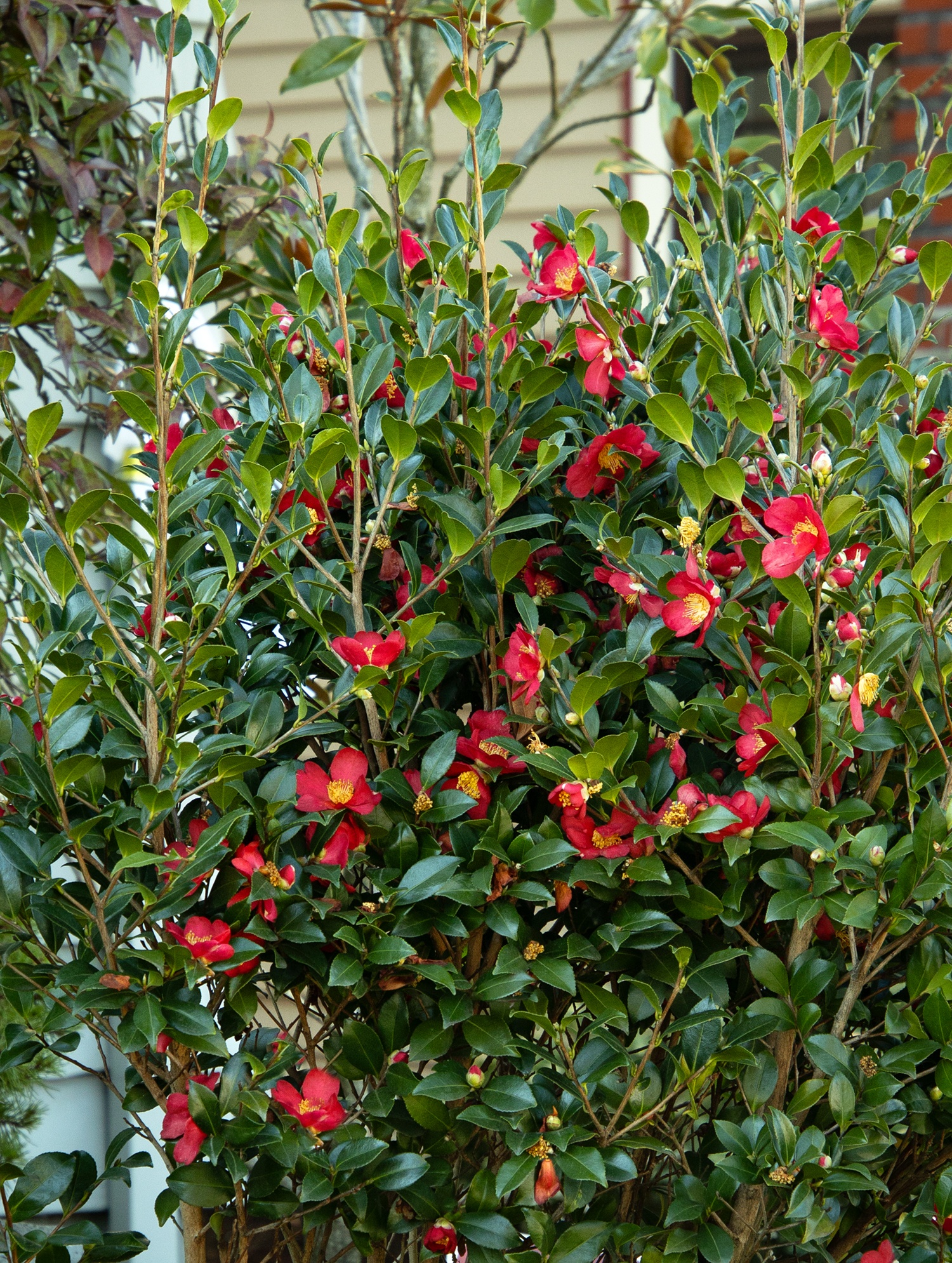 Yuletide Camellia, Camellia sasanqua 'Yuletide', Monrovia Plant