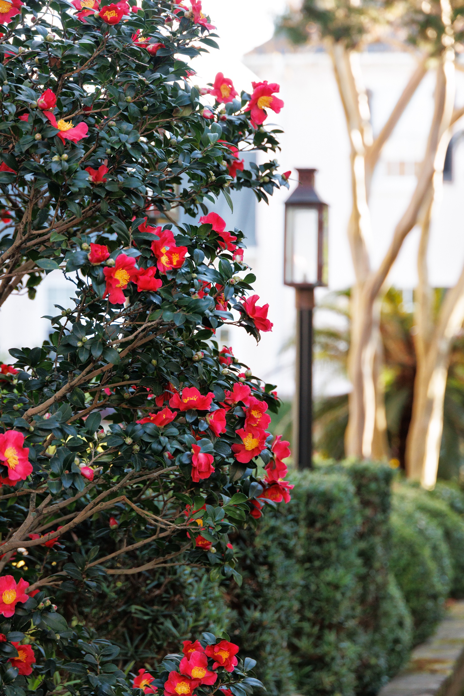 Yuletide Camellia, Camellia sasanqua 'Yuletide', Monrovia Plant