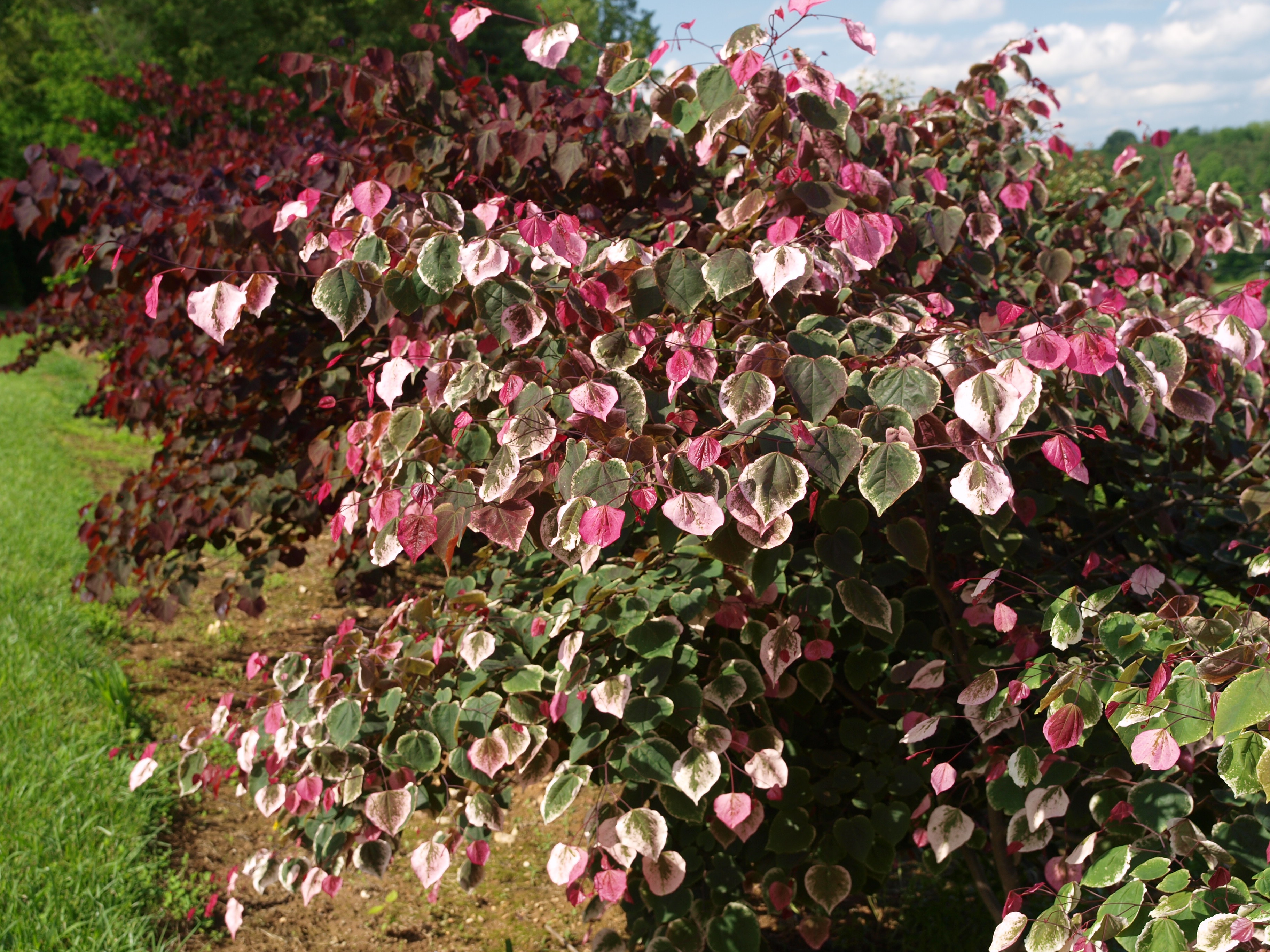 Carolina Sweetheart Redbud, Cercis canadensis 'NCCC1' PP #27,712