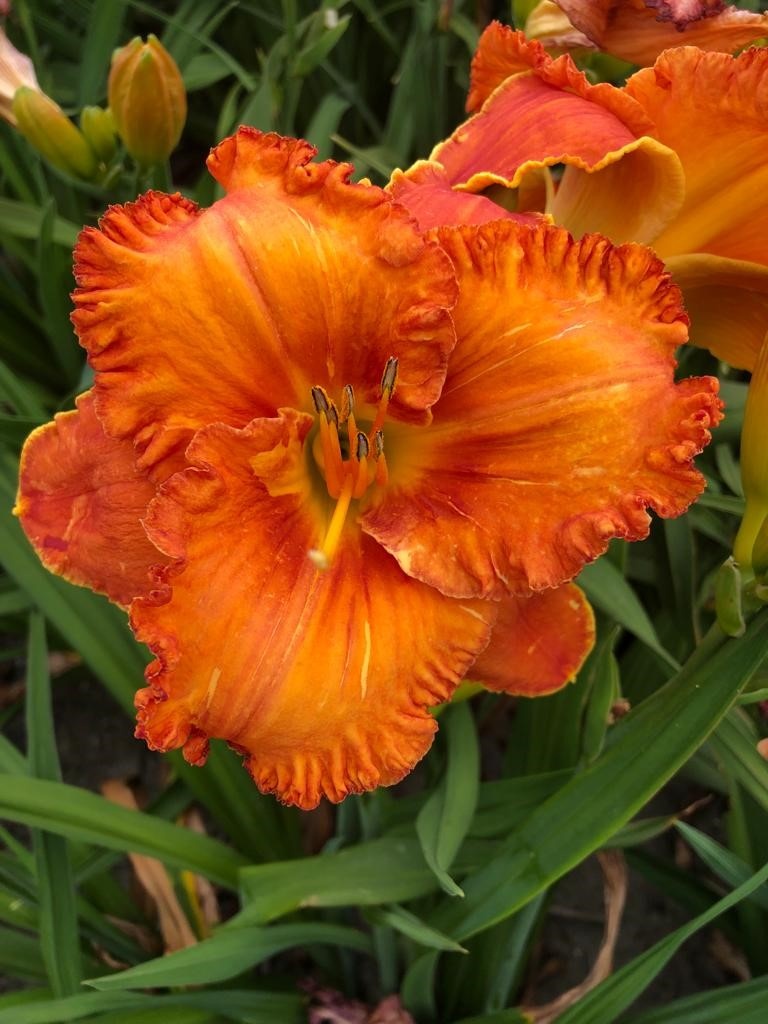 Sunset Skye® Daylily, Hemerocallis x '9007', Monrovia Plant
