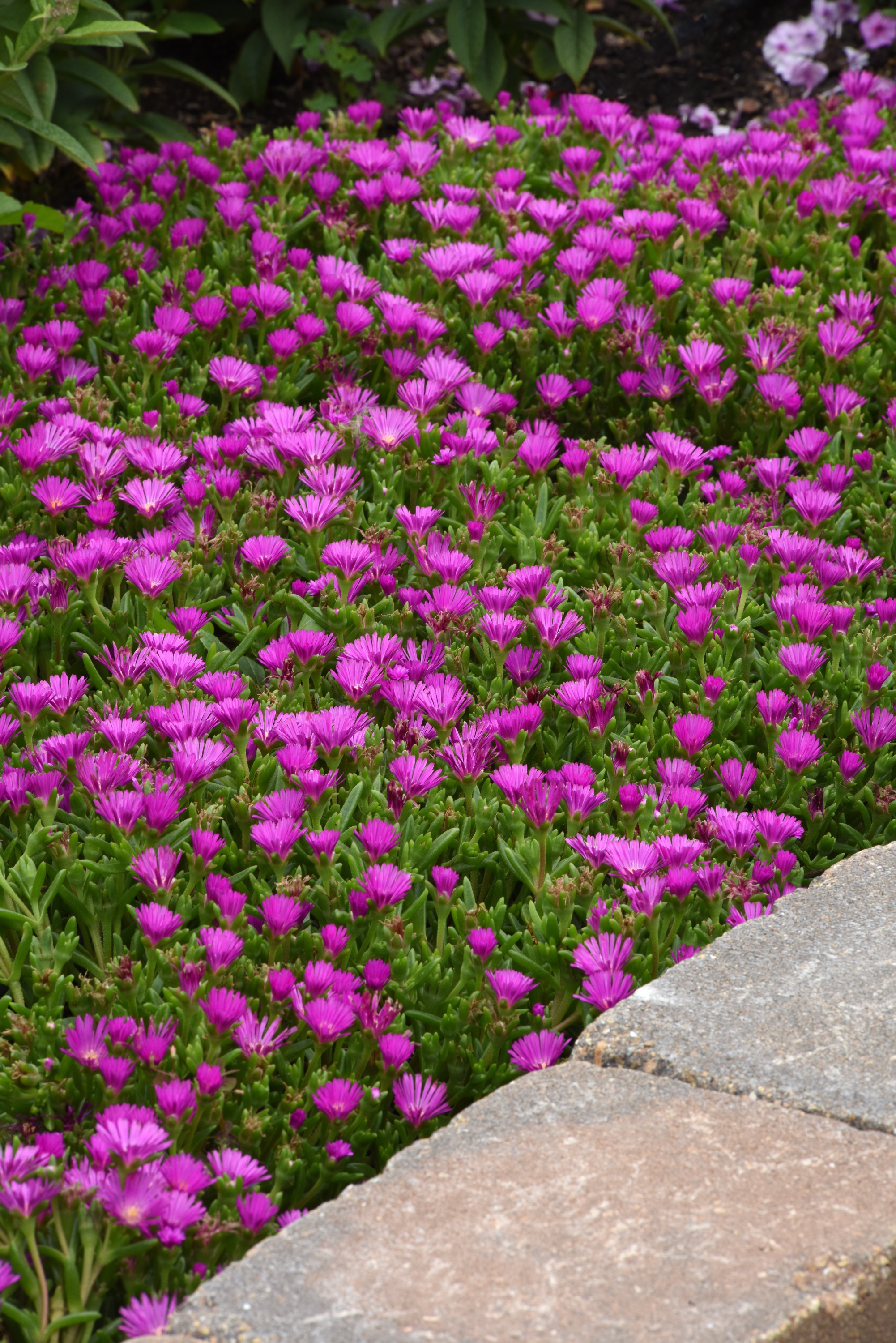 Ocean Sunset™ Violet Ice Plant, Delosperma nubigenum 'T1854' PP #24,730