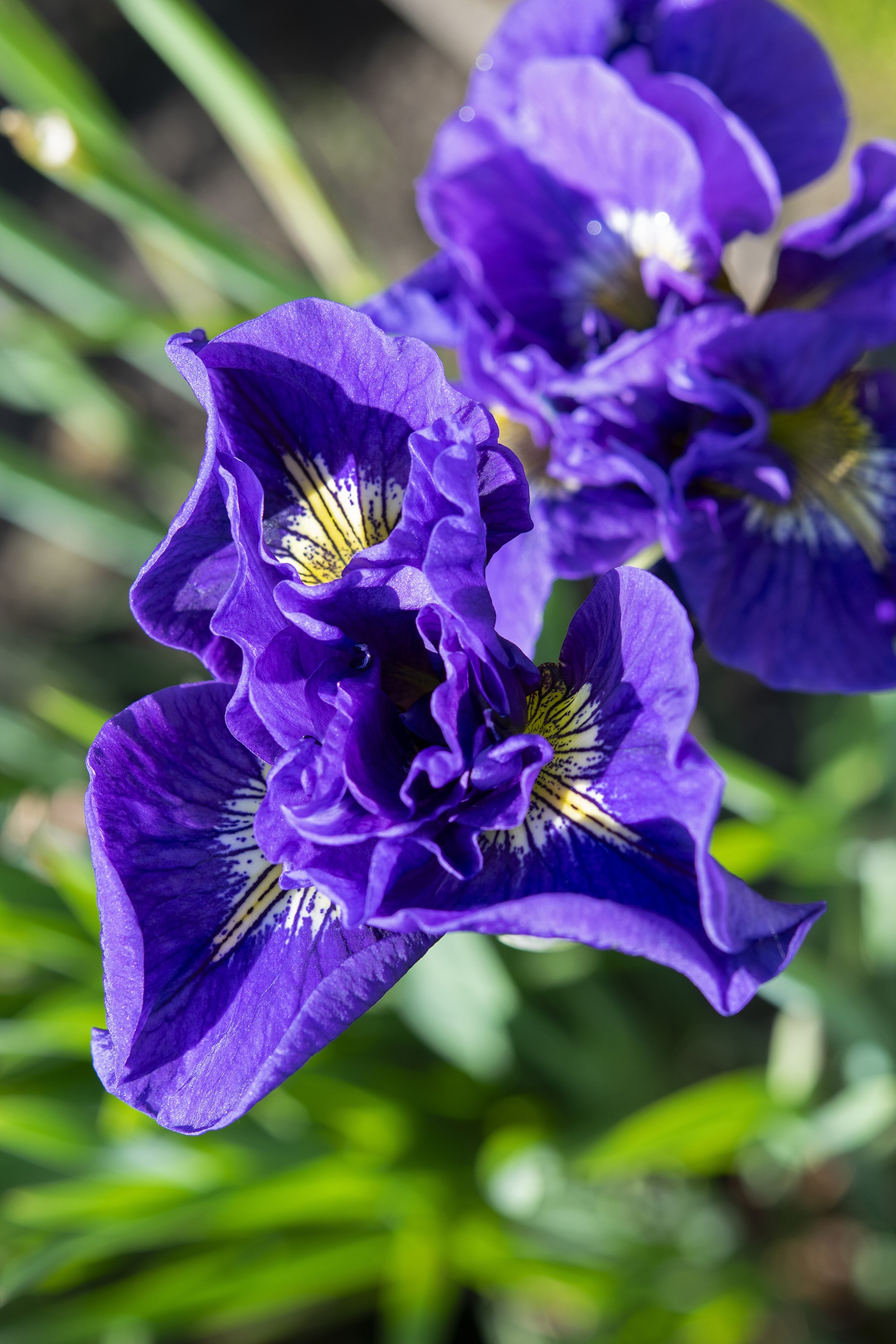 Double Standard Siberian Iris, Iris sibirica 'Double Standard'