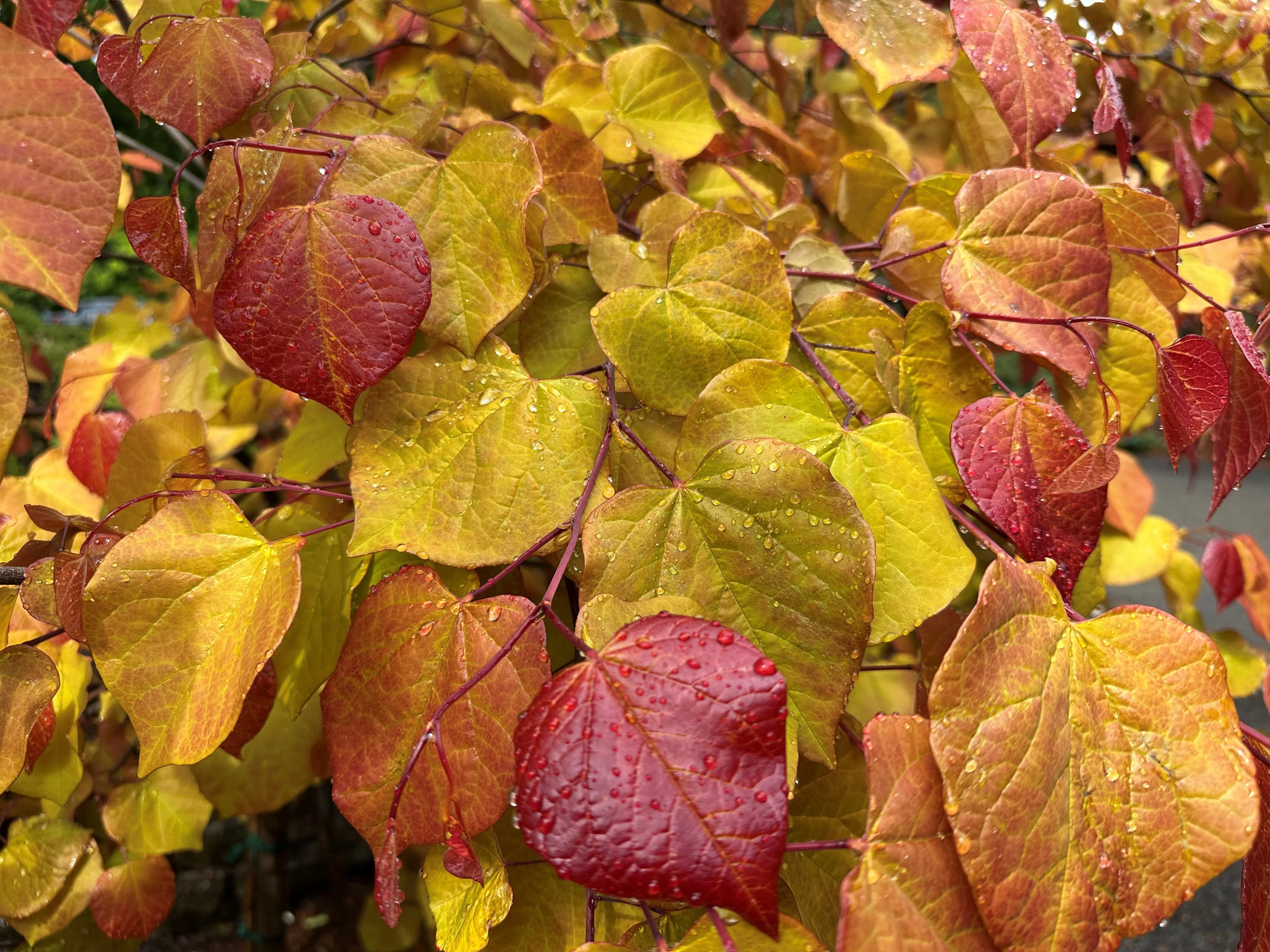 Flame Thrower® Redbud, Cercis canadensis 'NC2016-2' PP #31,260