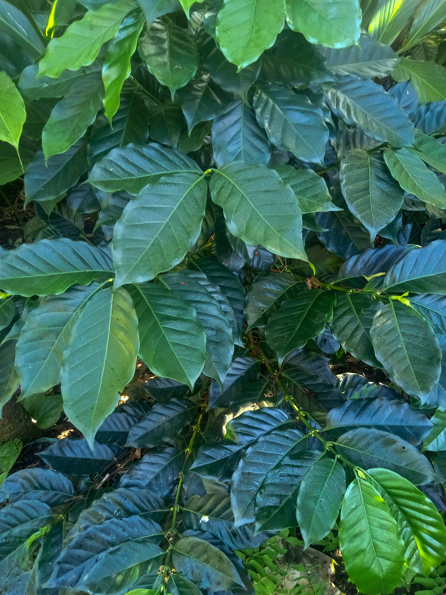 Coffee Plant, Coffea arabica, Monrovia Plant