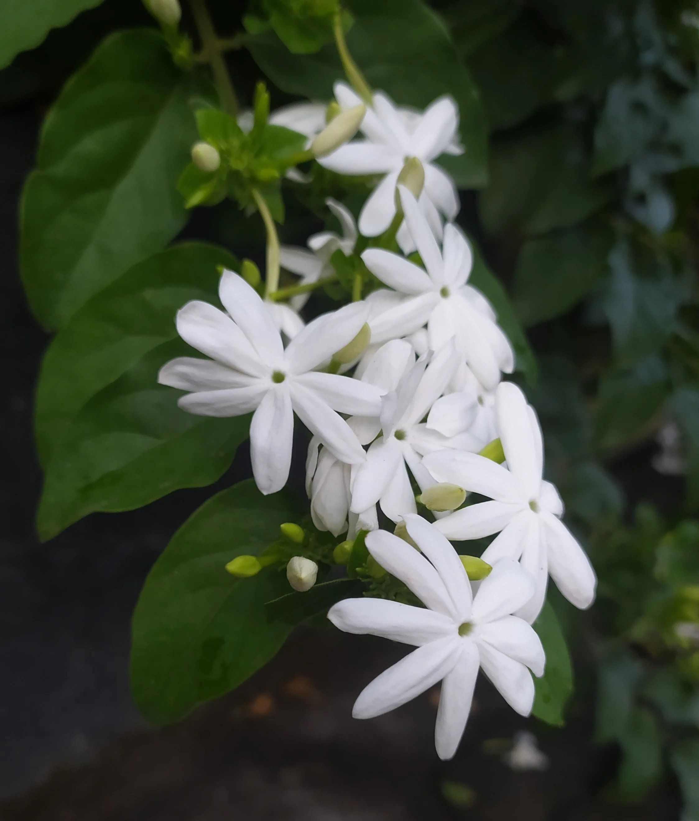 South African Jasmine, Jasminum angulare, Monrovia Plant