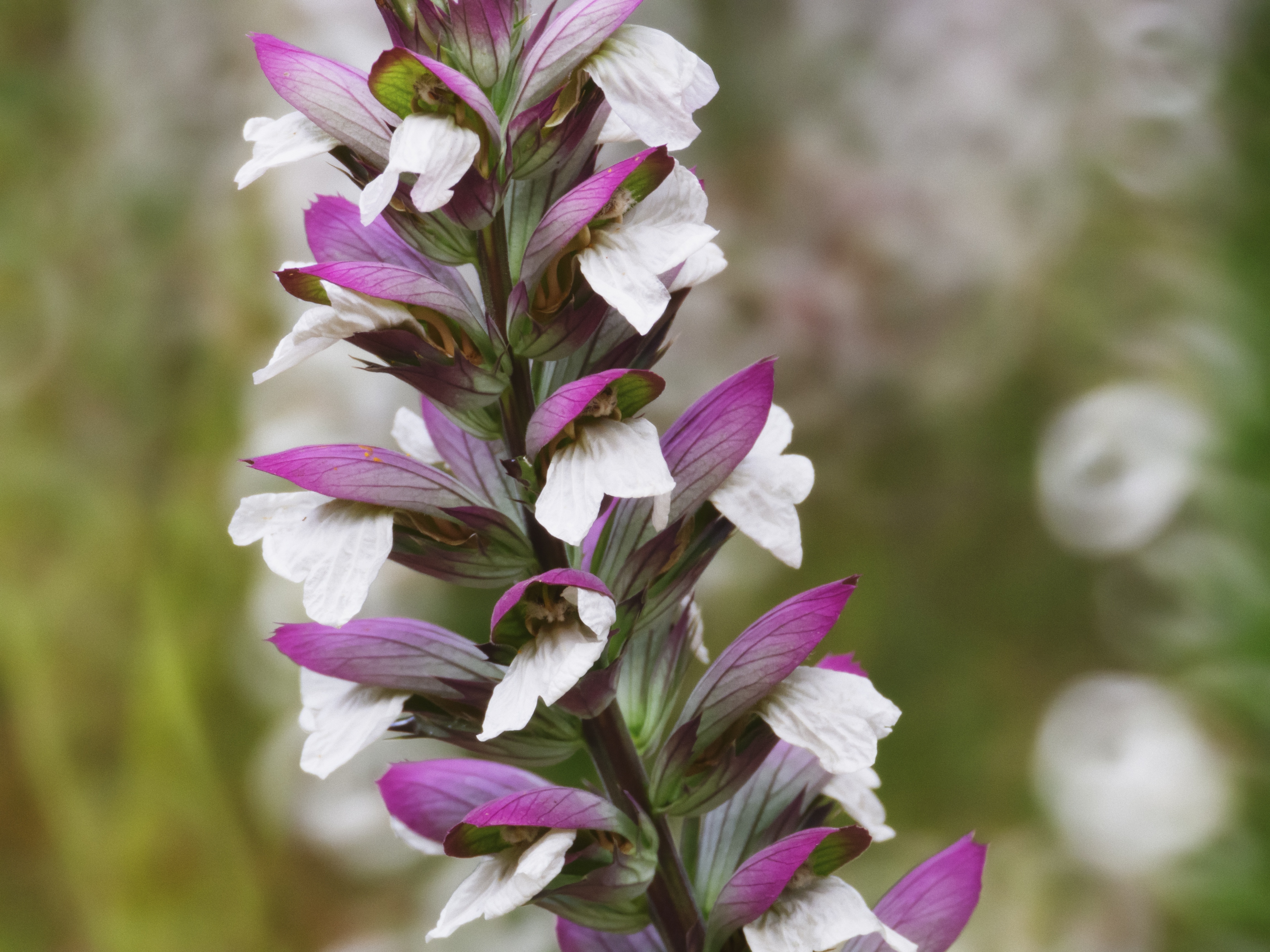 Morning Candle Acanthus, Acanthus mollis 'Morning Candle', Monrovia Plant
