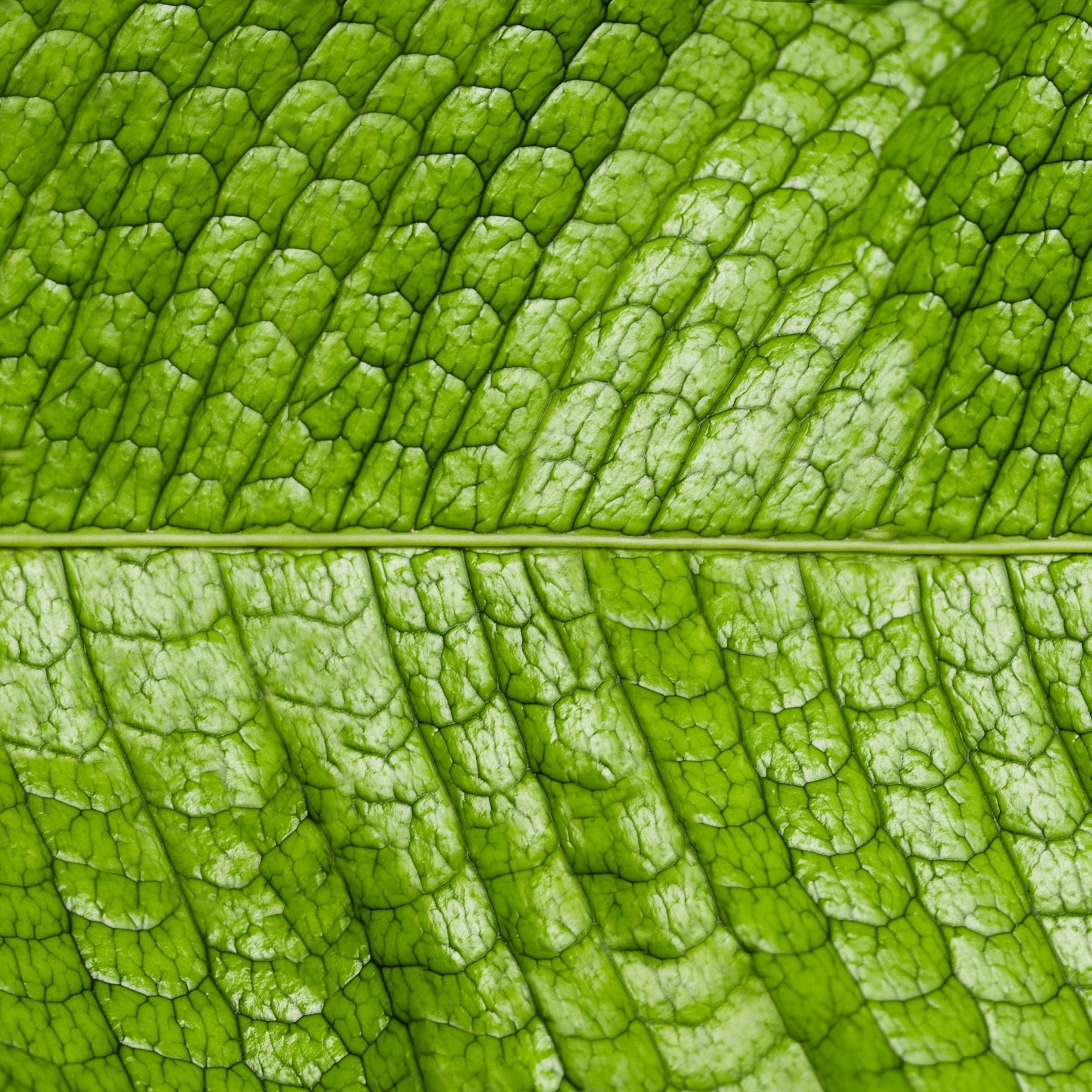 Crocodile Fern, Microsorum musifolium 'Crocodyllus', Monrovia Plant