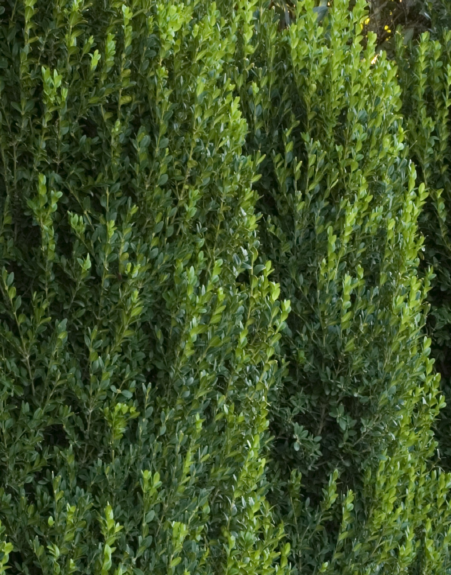 Green Mountain Boxwood, Buxus x 'Green Mountain', Monrovia Plant