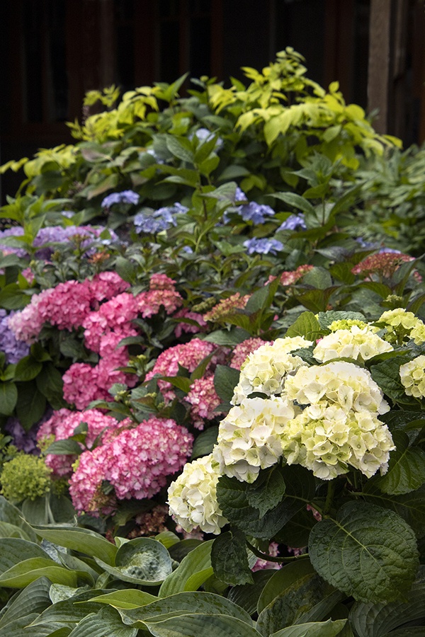 Seaside Serenade® Cape Lookout Hydrangea, Monrovia Plant