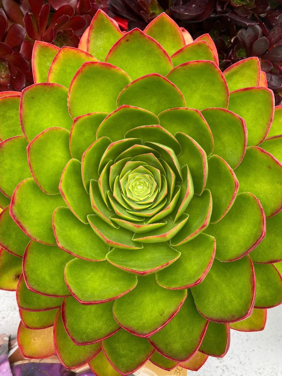 Surreal Diamond Semponium, Semponium 'Diamond' PP #35,564, Monrovia Plant