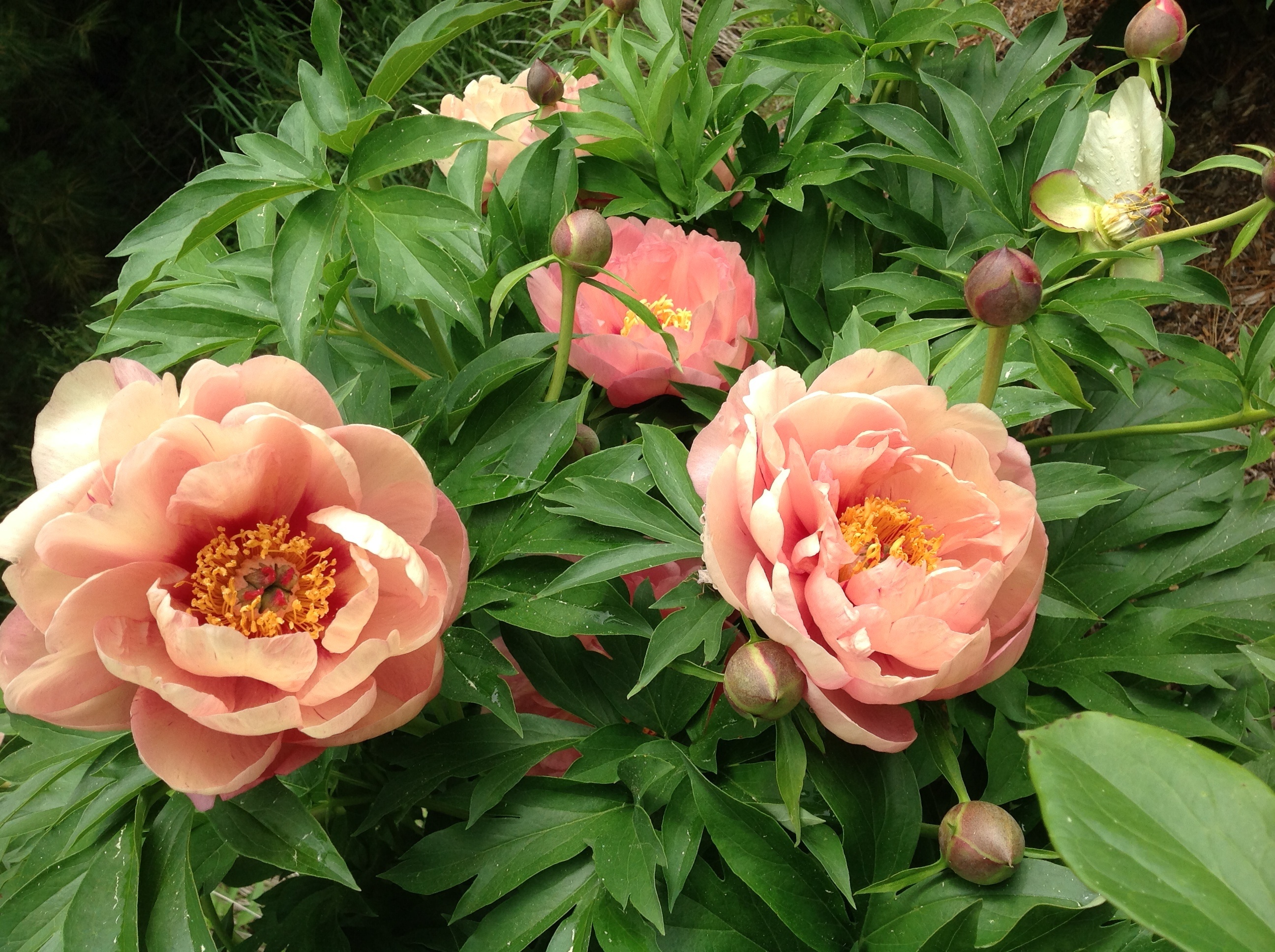 Garden Candy™ Peach-A-Licious™ Itoh Peony, Monrovia Plant