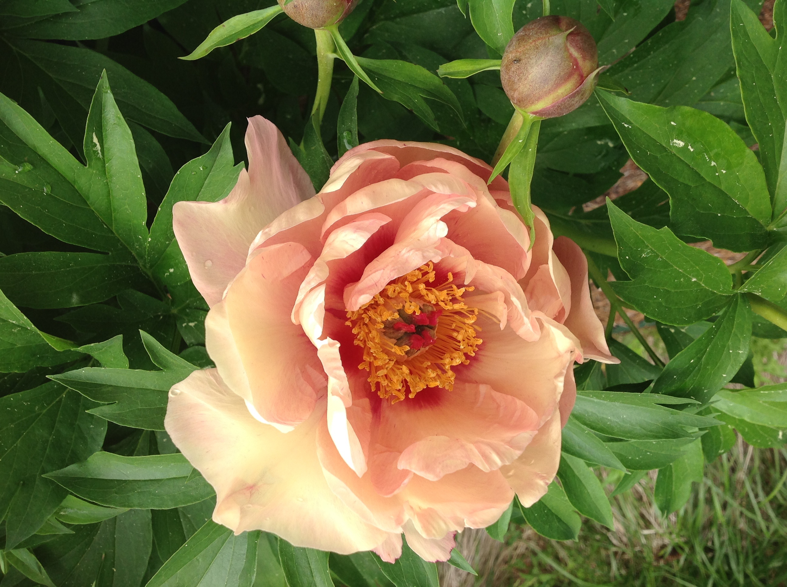 Garden Candy™ Peach-A-Licious™ Itoh Peony, Monrovia Plant