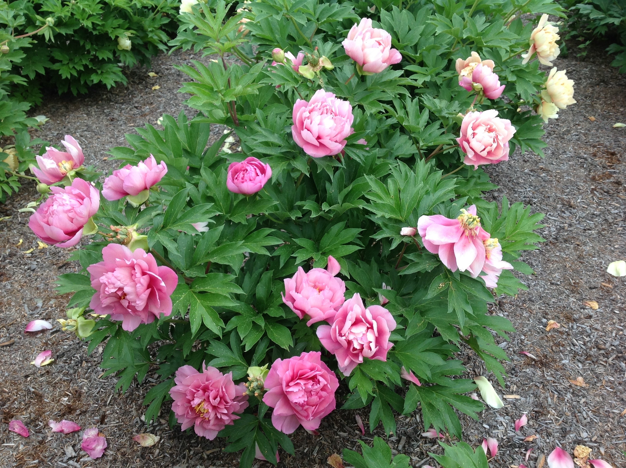 Garden Candy™ Strawberry Swirl Itoh Peony, Monrovia Plant