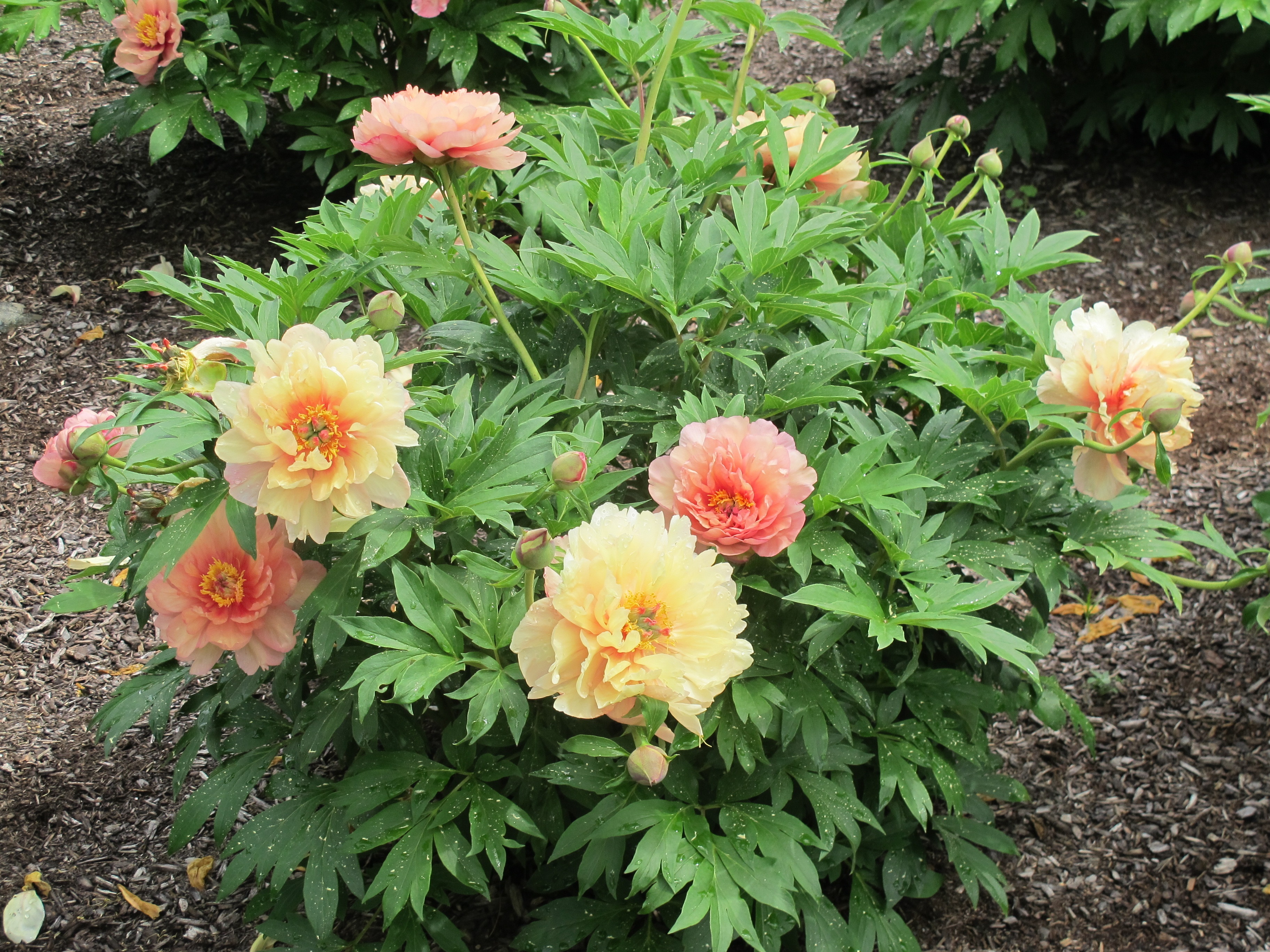 Garden Candy™ Summer Sunset Itoh Peony, Monrovia Plant