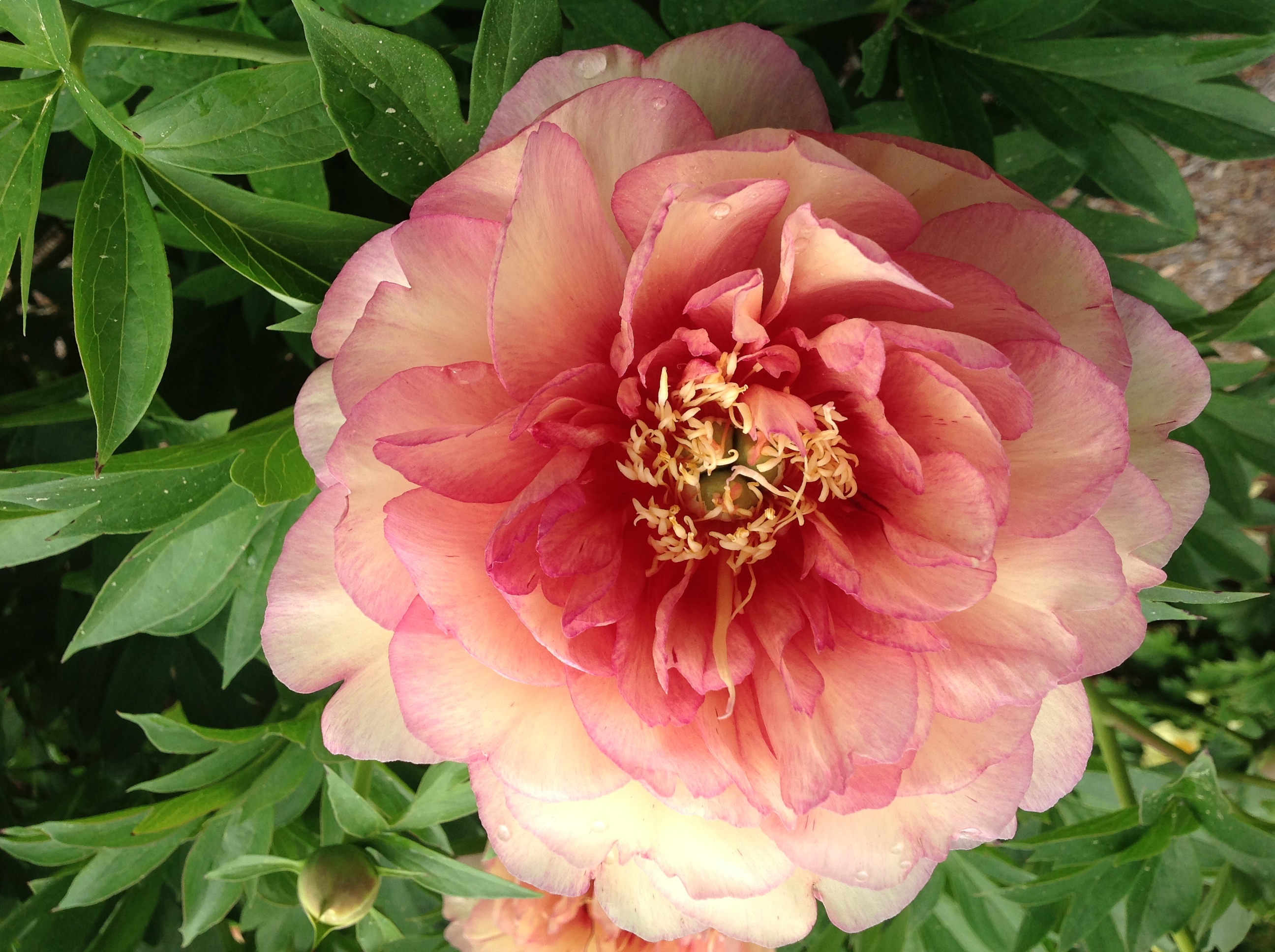 Garden Candy™ Simply Scrumptious™ Itoh Peony, Monrovia Plant